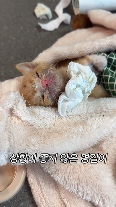 명길이 아기고양이 코숏 고양이입양 Youtube