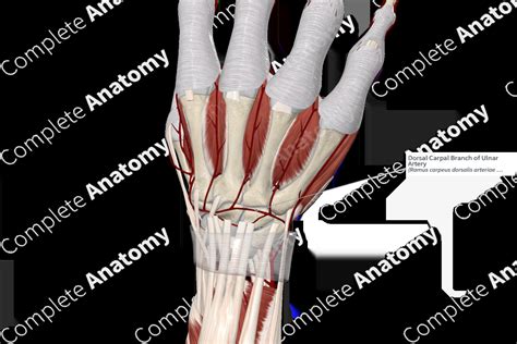 Dorsal Carpal Branch Of Ulnar Artery Complete Anatomy