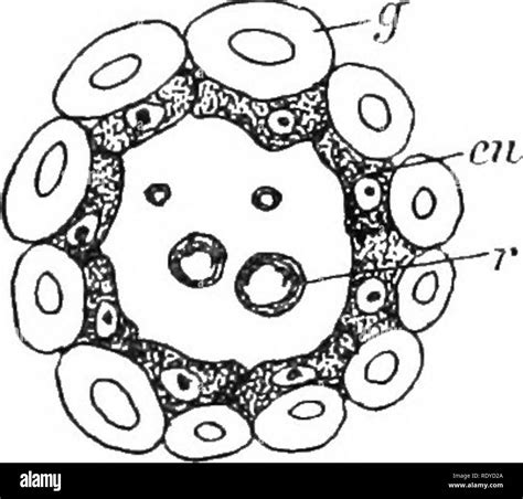 Endothelial Tissues Black And White Stock Photos Images Alamy