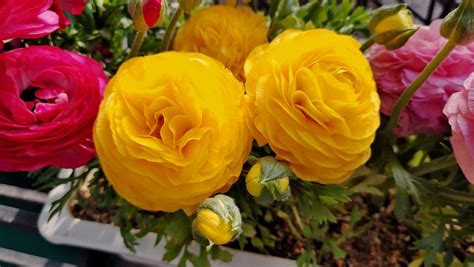 이쁜꽃 라넌큘러스 라난큘러스 키우기 구근 씨앗 번식 예쁜 꽃말 꽃다발 4월 5월 봄에 피는꽃 네이버 블로그