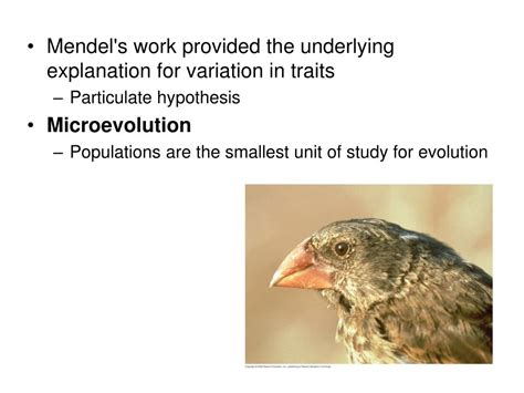 Ppt Chapter 23 And 24 Population Genetics And Speciation Powerpoint
