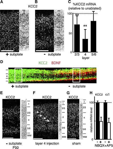 Subplate Neurons Regulate Maturation Of Cortical Inhibition And Outcome Of Ocular Dominance