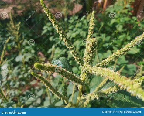 Selective Focus Of Amaranthus Spinosus Or Spiny Amaranth Under Direct Sunlight At The Field