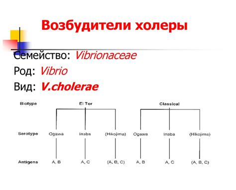 Возбудители холеры - презентация онлайн