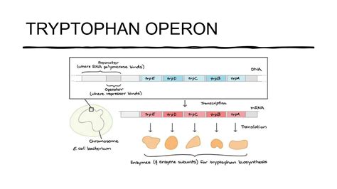 Lecture Notestryptophan Operon And Its Regulationpdf