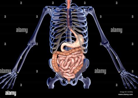 Il Sistema Digestivo Umano Immagini E Fotos Stock Alamy
