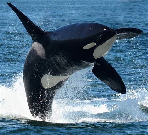 19 Orca Ideas Orca Killer Whales Orca Whales