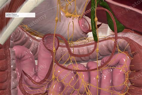 Celiac Plexus Anatomy