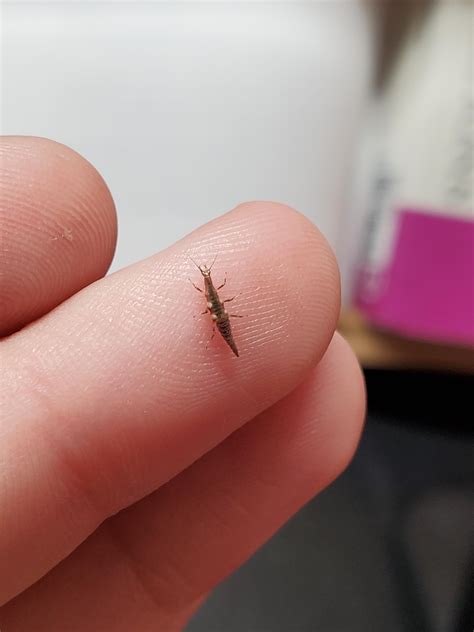 Lacewing Larvae Eggs
