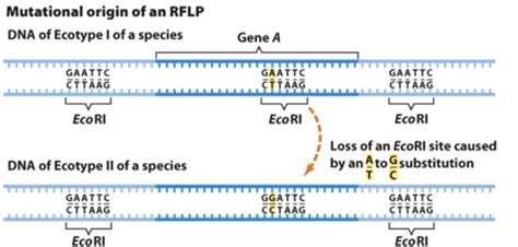 Genetics Chapter 11 Flashcards Quizlet