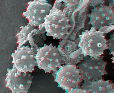 Difference Between Spore And Vegetative Cell Definition Types