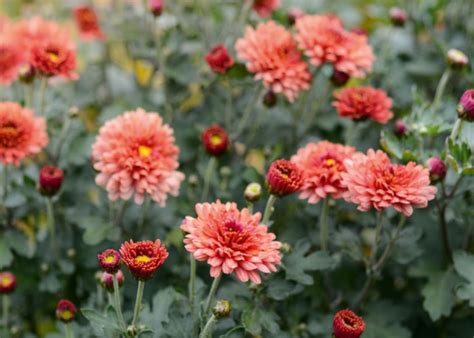 A List Of 18 Award Winning Chrysanthemum Varieties Thearches