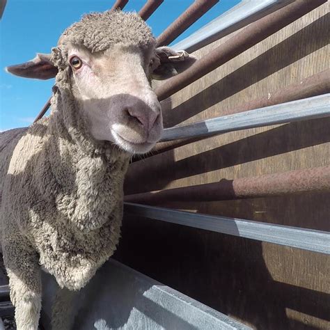 Like Project Realtime Sheep Detection With Yolov8 Sheep Breeds Detection Roboflow Universe Search