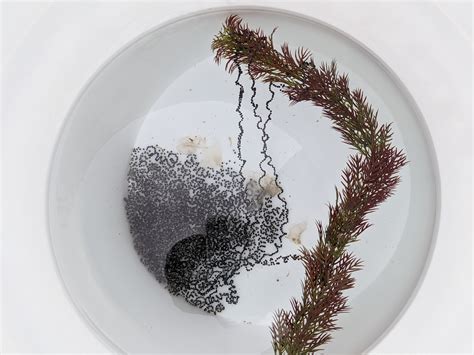 Houston Toad Egg Strand Hannah Gilbreath Usfws 