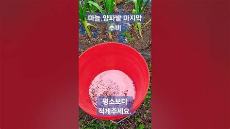 마늘 양파밭 마지막추비 올해는 좀 적게주세요 여수마케팅농부 마늘농사 추비 Youtube