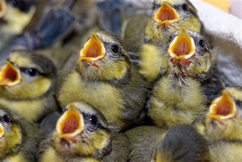 Will Food Chains Break As Seasons Become More Unpredictable