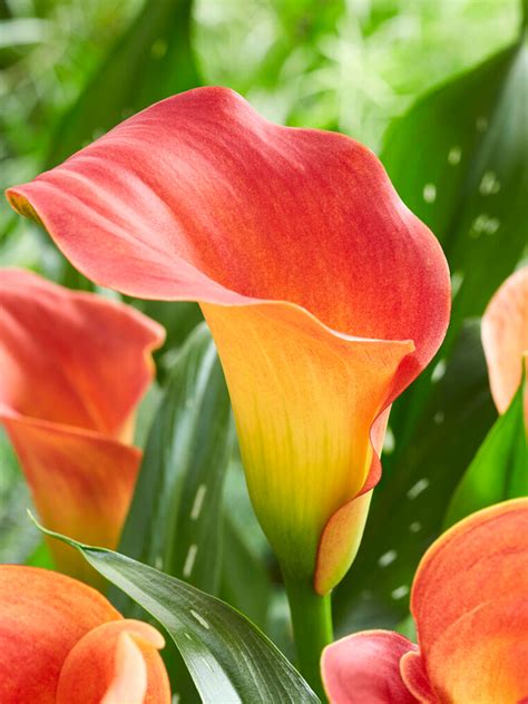 Calla Lily Kingdom At Daniel Shears Blog