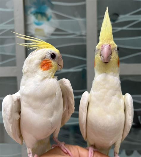 Cockatiel Vẹt Cảnh Mào Úc Thuần Chủng Shop Vẹt Cảnh Thủy Huỳnh Tphcm