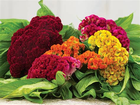 Cockscombs Shiki And The Power Of Flowers Upaya Zen Center