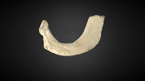 Primera Costilla First Rib Buy Royalty Free 3d Model By Anatomía
