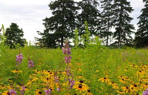 Landscape Architect Quiet Nature
