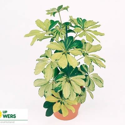 Купить оптом Schefflera Arbor. 'melanie' (Шеффлера Арбор Мелани) В13