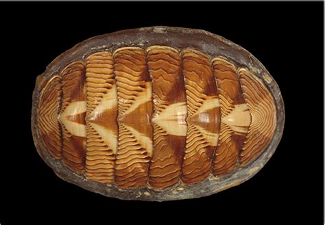 Introduction Neptunea