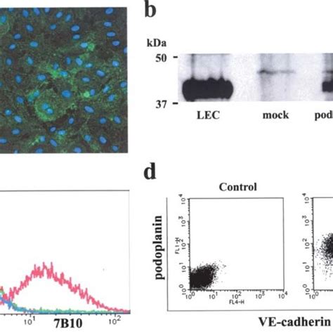 Podoplanin Expression In Diverse Types Of Cancer Cells A D Download Scientific Diagram