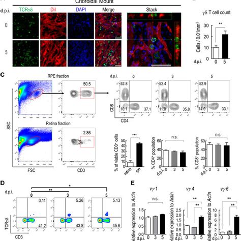 Choroidal Gd T Cell Infiltration After Rpe Injury A Immunostaining Of