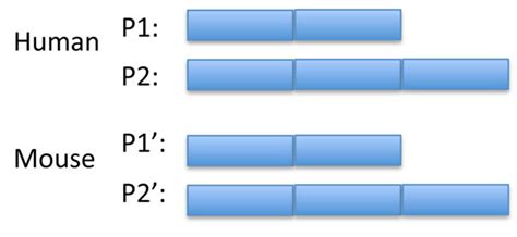 illustration of the alternative transcript similarity scoring scheme