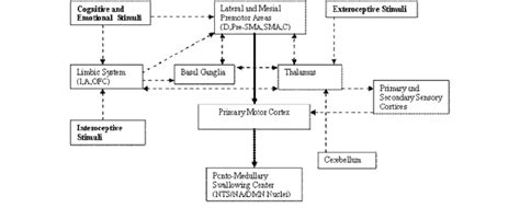 A Schematic Diagram Incorporating Feedforward Sensory Systems And Download Scientific Diagram