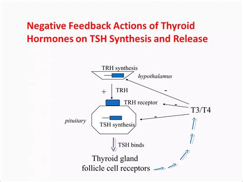 Thyroidhormone 140609084017 Phpapp01 Ppt