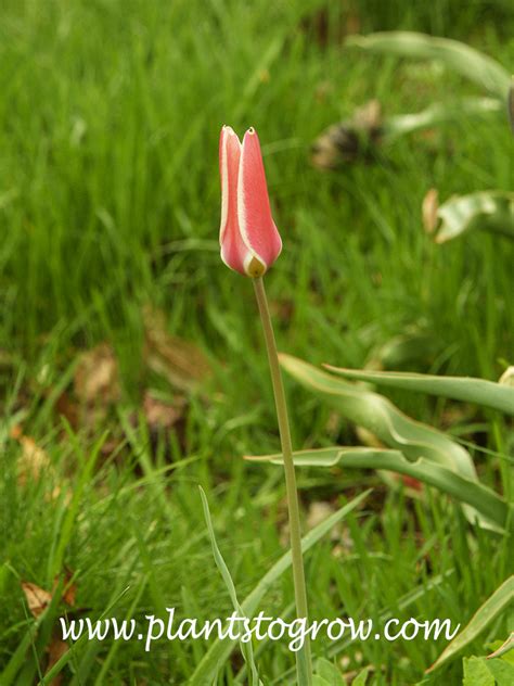 Liliaceae Tulipa Clusiana Lady Jane Plants To Grow Plants Database By Paul S Drobot