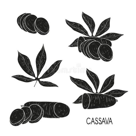 Black Cassava Stock Illustrations 213 Black Cassava Stock Illustrations Vectors And Clipart
