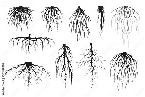 Tree Roots Silhouettes Isolated On White Vector Set Of Taproot And