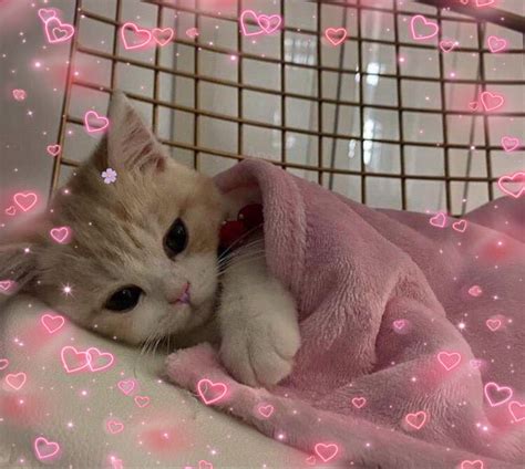 Hidden Bisexual Flag Cute Cat Pfp Pet Silly Cats Pictures Valentines Day Cat Cat Cuddle