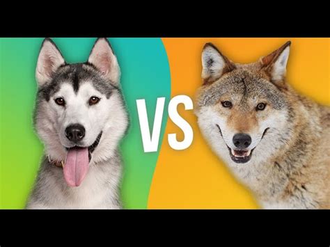 What Is The Difference Between A Siberian Husky And A Wolf Certain