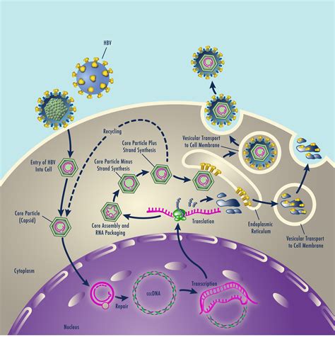 Hbv Life Cycle Summary 16x16 Mc04 Ispeak Creative
