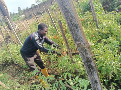 Seedling Propagation In Nigeria Improved Production Practice 2scale