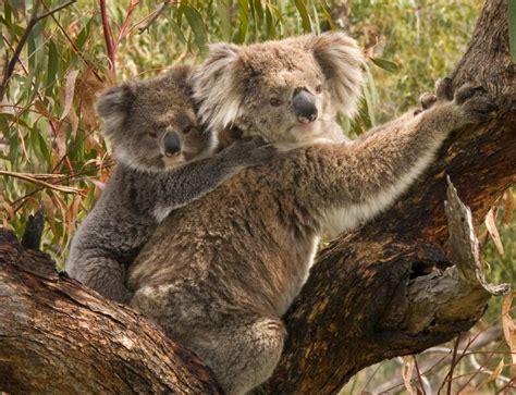 Australie à La Recherche Du Précieux Koala · Global Voices En Français