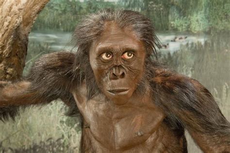 Australopithecus Afarensis Al 288 Lucy Reconstruction By John Gurche
