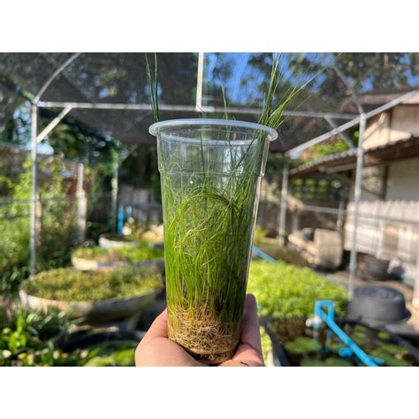 แฮร์กลาสยาว Eleocharis Montevidensis ต้นไม้น้ำตกแต่งตู้ปลา ตู้ไม้น้ำ Shopee Thailand
