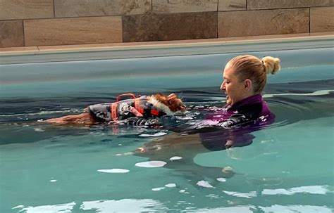 Chubby Cat “thicken Nugget” Is Swimming His Way To A Healthier Future