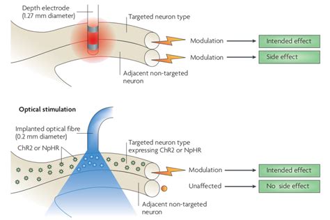 Optical Stimulation In Bidirectional Bci Sapien Labs Shaping The Future Of Mind Health