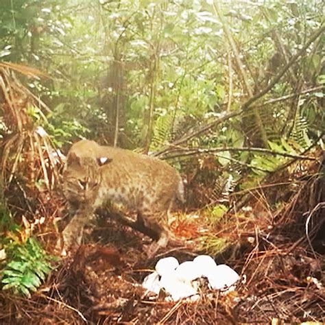 Florida Bobcat And Python Fight At Nest In First Time Documented Video