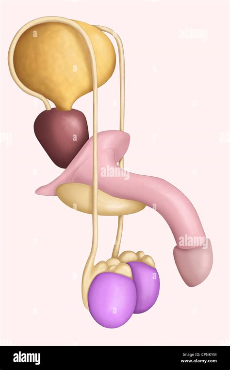 How To Draw Genitalia