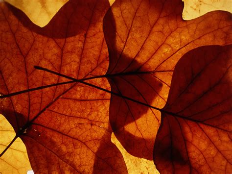 Translucent Autumn Leaves Wallpaper Inkbluesky