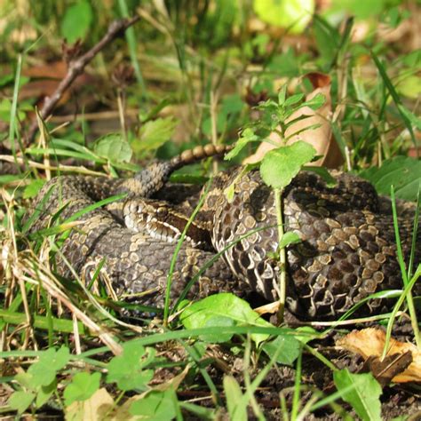 May Eastern Massasauga Rattlesnake Js Oakland County Blog
