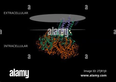 Structure Of E Coli Hydrogenase 1 In Complex With Cytochrome B