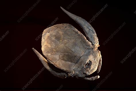 Fossil Placoderm Fish Stock Image C0546642 Science Photo Library